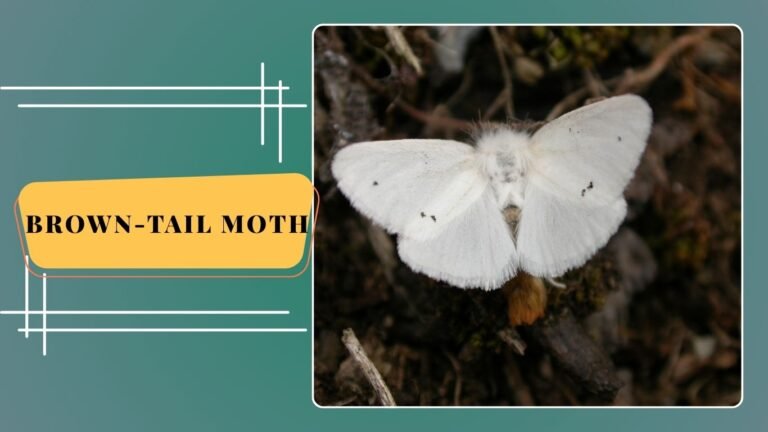 30 Types of Moth: Identification with Pictures