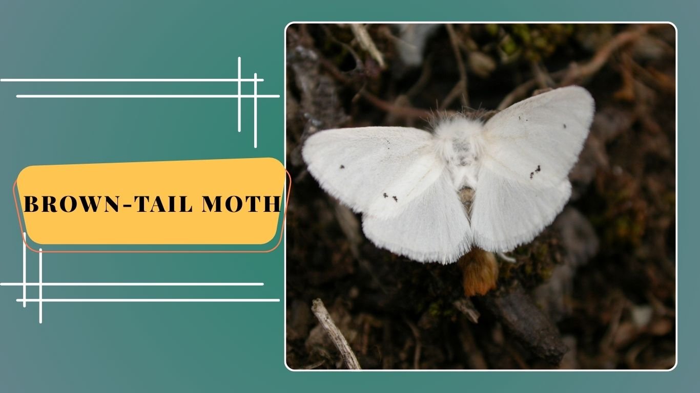 30 Types of Moth: Identification with Pictures