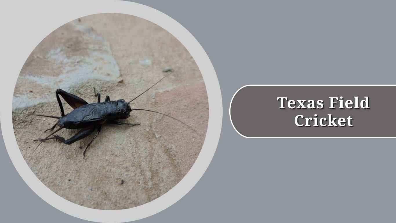 30 Types of Cricket: Identification, Habitat, Behavior and Lifecycle