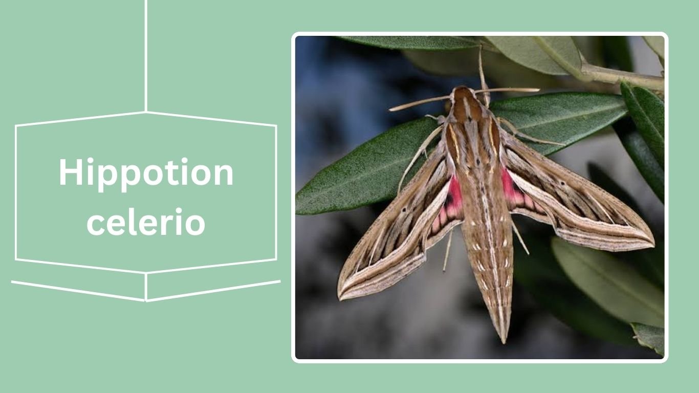 25 Types of Hawk Moth: Identification with Pictures