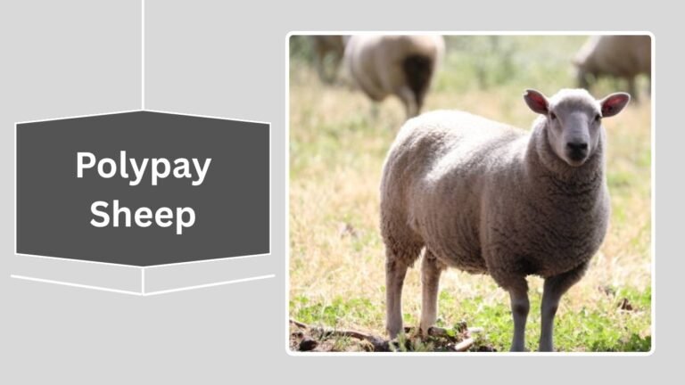 27 Common Types of Sheep Breeds: Identification with Pictures
