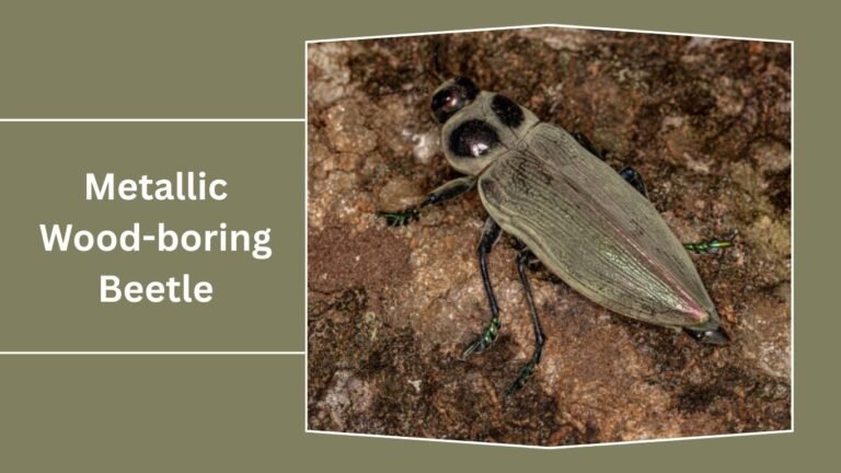 25 Types of Beetle: Identification, Habitat, Behaviour and Diet