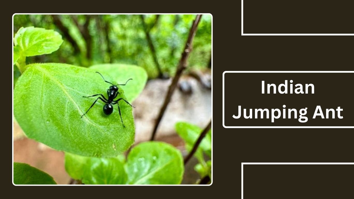 30 Types of Ants: Identification, Habitat, Behaviors, and Lifecycle