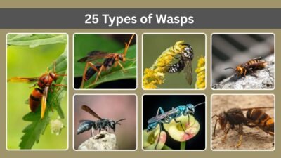 25 Types of Wasps: Identification, Habitat, Nesting & Diet