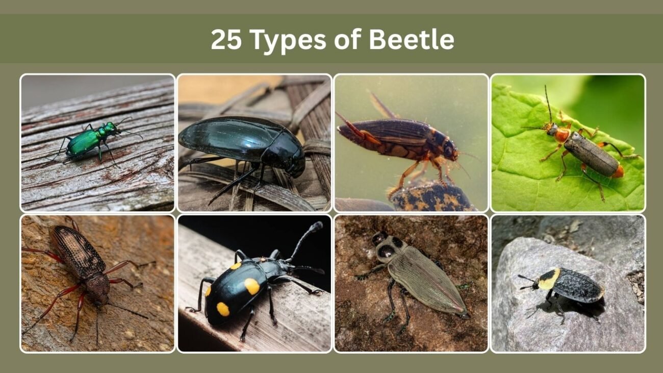 25 Types of Beetle: Identification, Habitat, Behaviour and Diet
