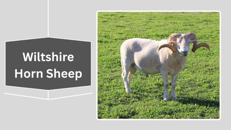 27 Common Types of Sheep Breeds: Identification with Pictures