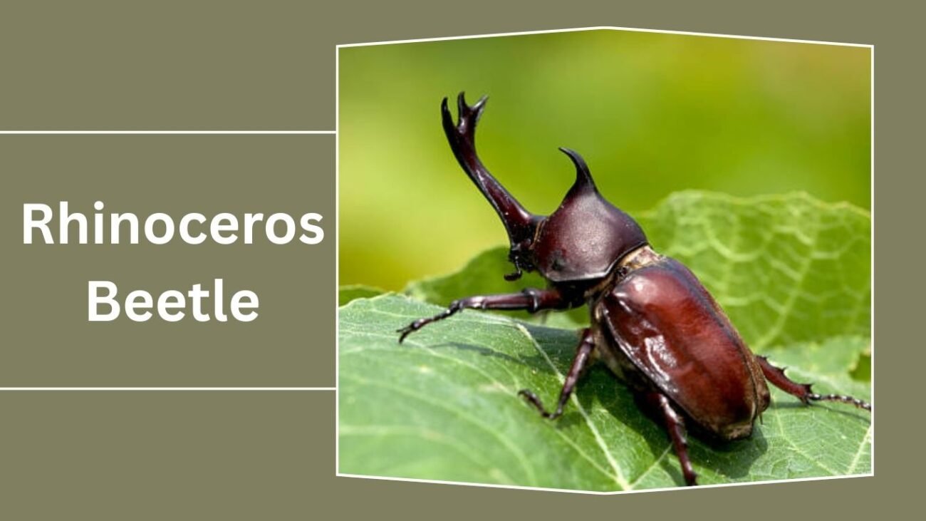 25 Types of Beetle: Identification, Habitat, Behaviour and Diet