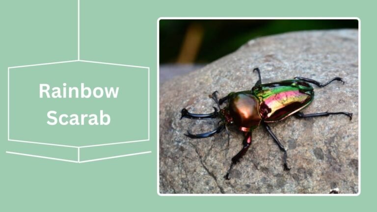 12 Types of Scarab Beetle: Identification with Pictures