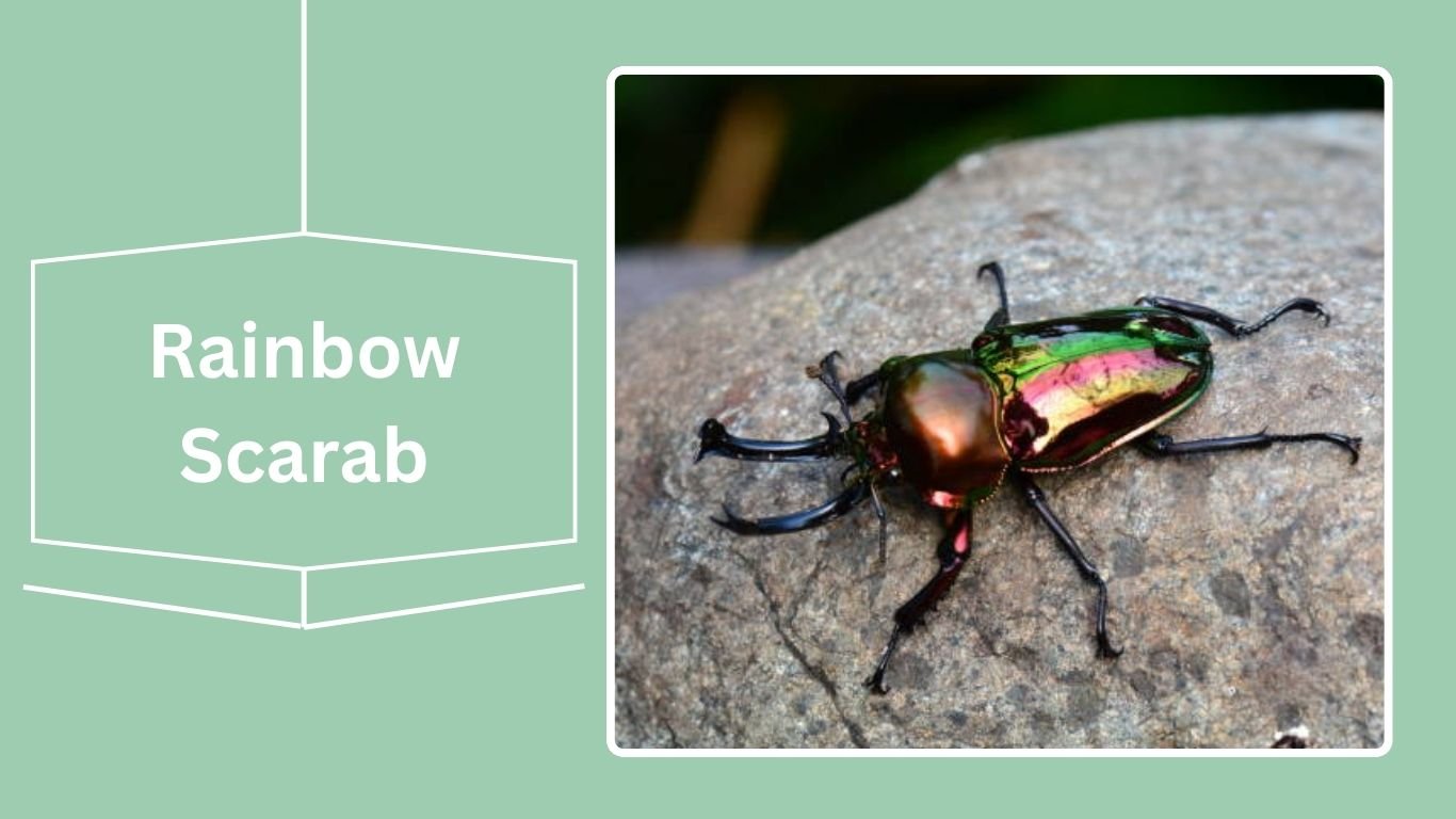 12 Types of Scarab Beetle: Identification with Pictures