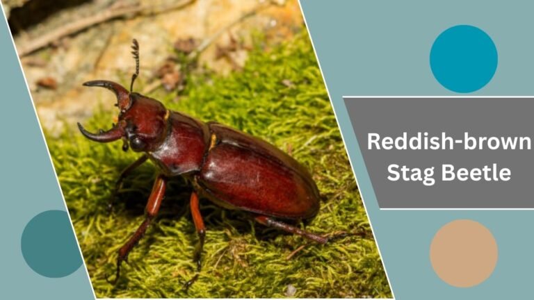 15 Types Stag Beetle: Identification, Habitat, Behavior, Diet and Lifecycle