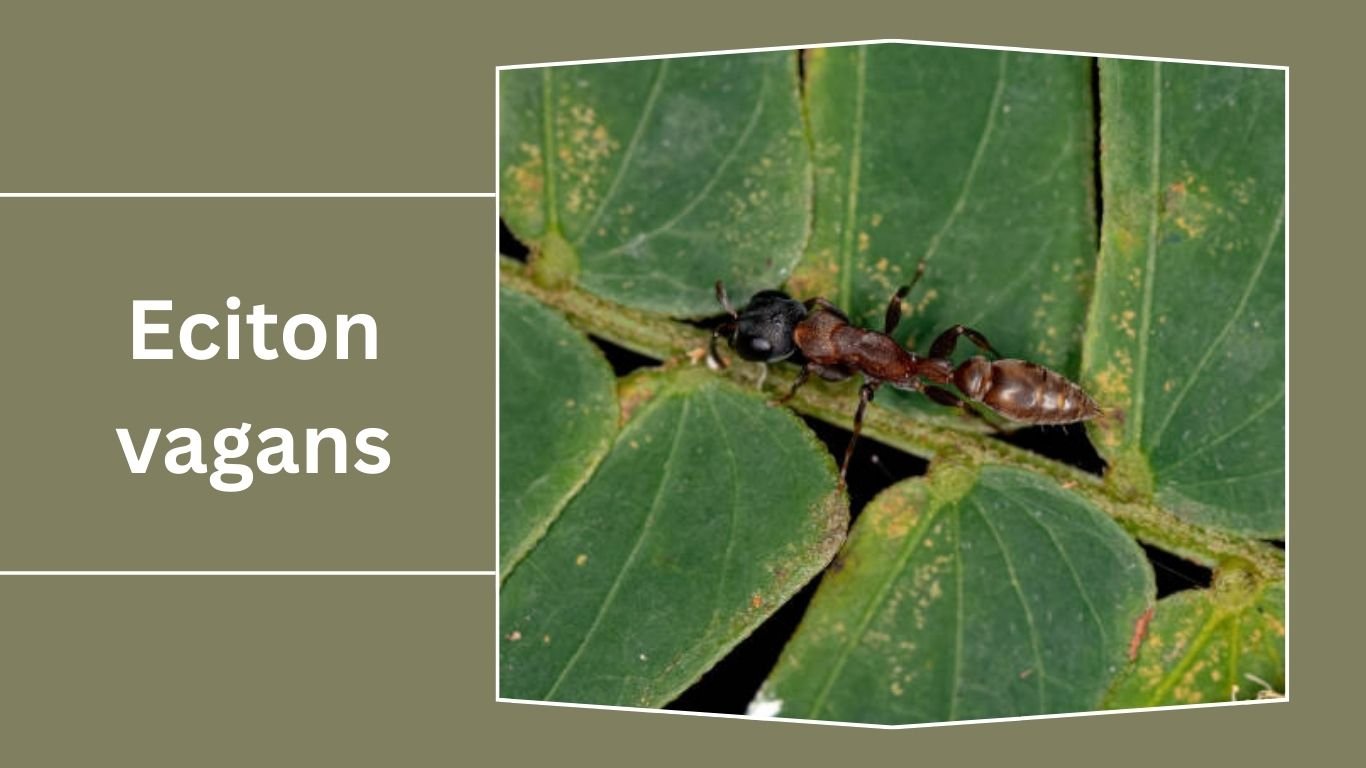 15 Types of Army Ant: Identification, Habitat, Behaviors and Diet