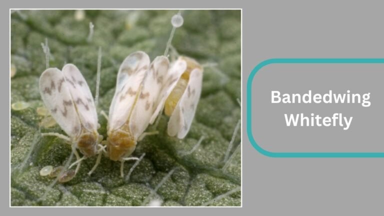 15 Types of Whitefly: Identification, Habitat, Behaviors and Diet