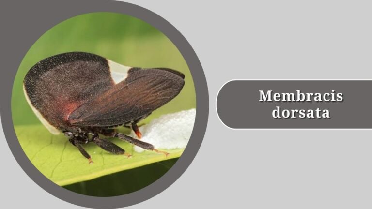 15 Types of Treehopper: Identification with Pictures