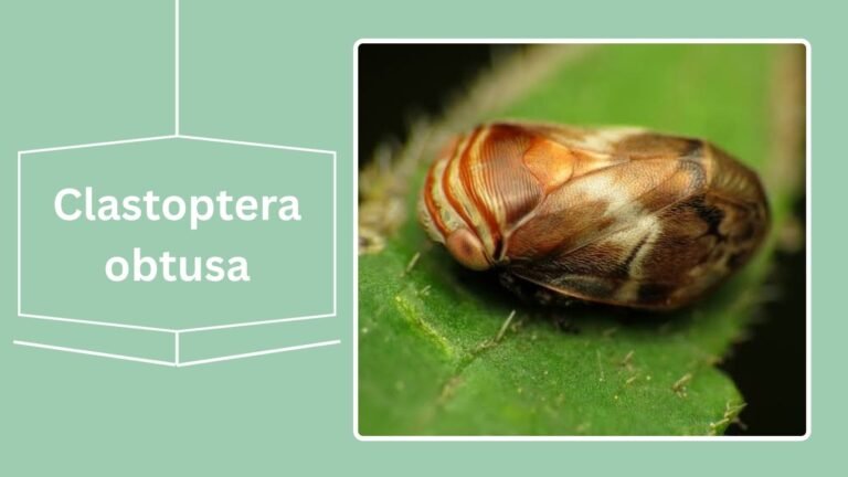 12 Types of Spittlebug: Identification, Habitat, Behaviors and Diet