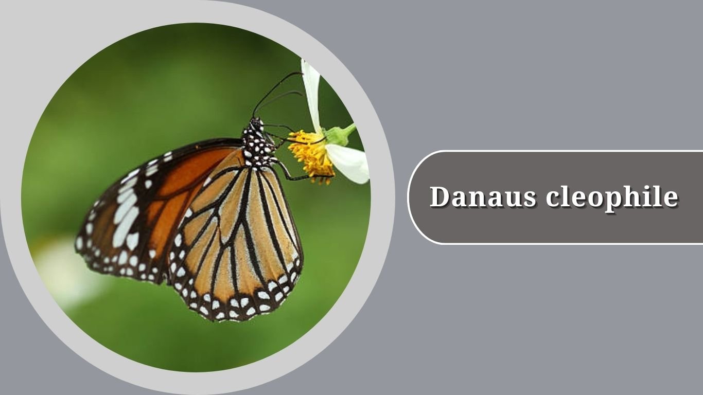 15 Types of Monarch Butterfly: Identification with Pictures