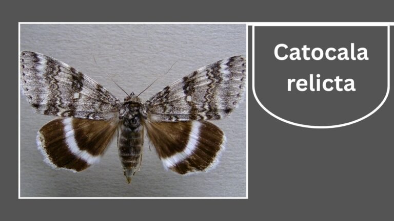 12 Types of Underwing Moth: Identification with Pictures
