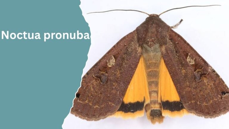 17 Types of Owlet Moth: Identification with Pictures