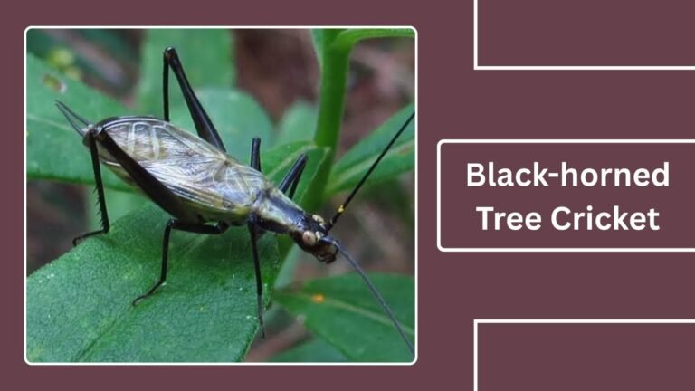10 Types of Tree Cricket: Identification With Picture