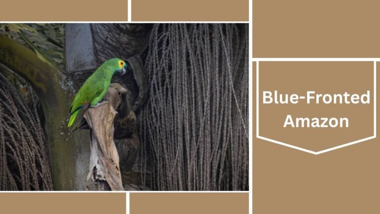 13 Talking Parrots talk like Humans: Identification with Pictures