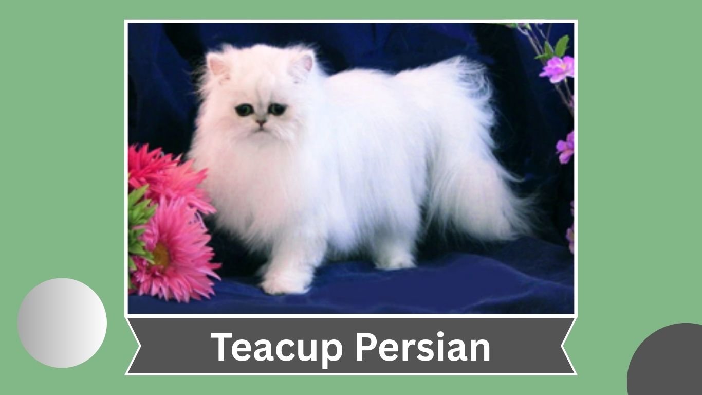 7 Types of Persian Cats: Identification with Pictures