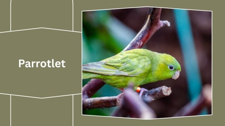 12 Small Pet Birds for Beginners: ID with Pictures