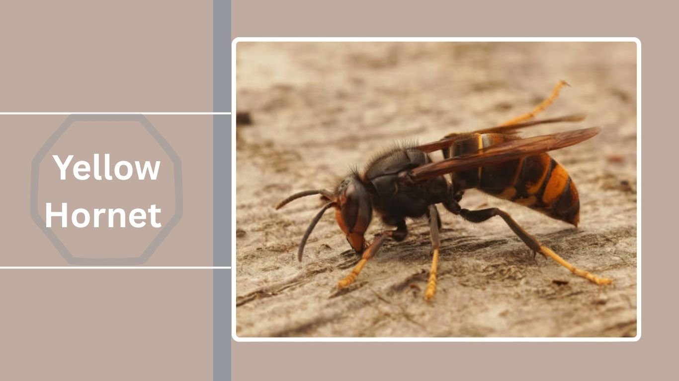 16 Types of Hornets: Identification, Habitat, Behaviors, and Lifecycle