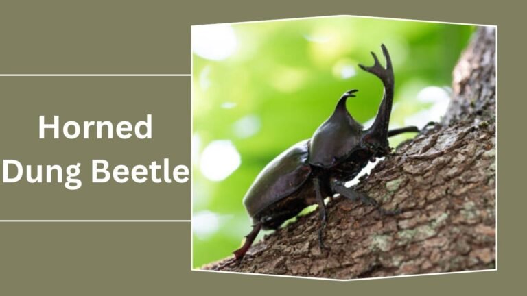 13 Types Dung Beetle: Identification, Habitat, Behavior, Diet and Lifecycle
