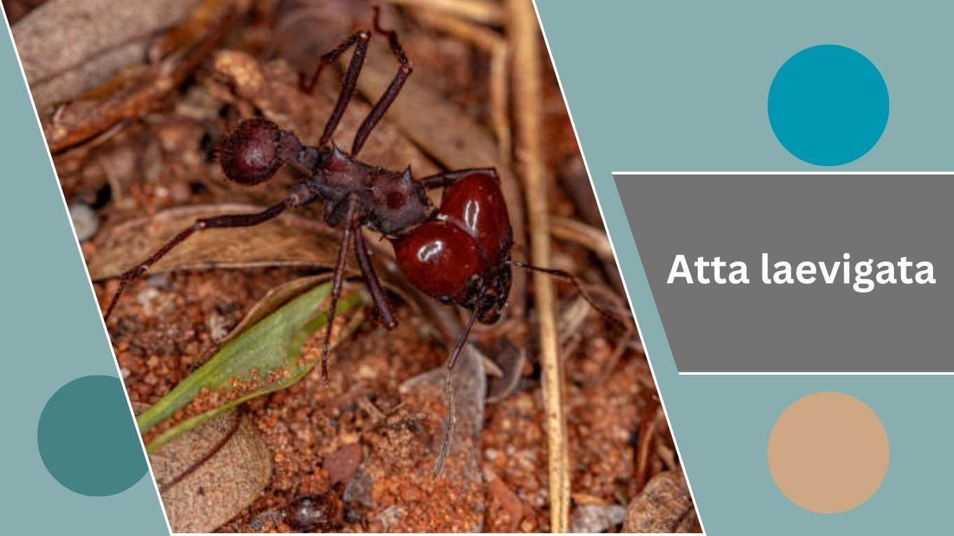 10 Types of Leafcutter Ant: Identification, Habitat, Behavior, Diet and ...