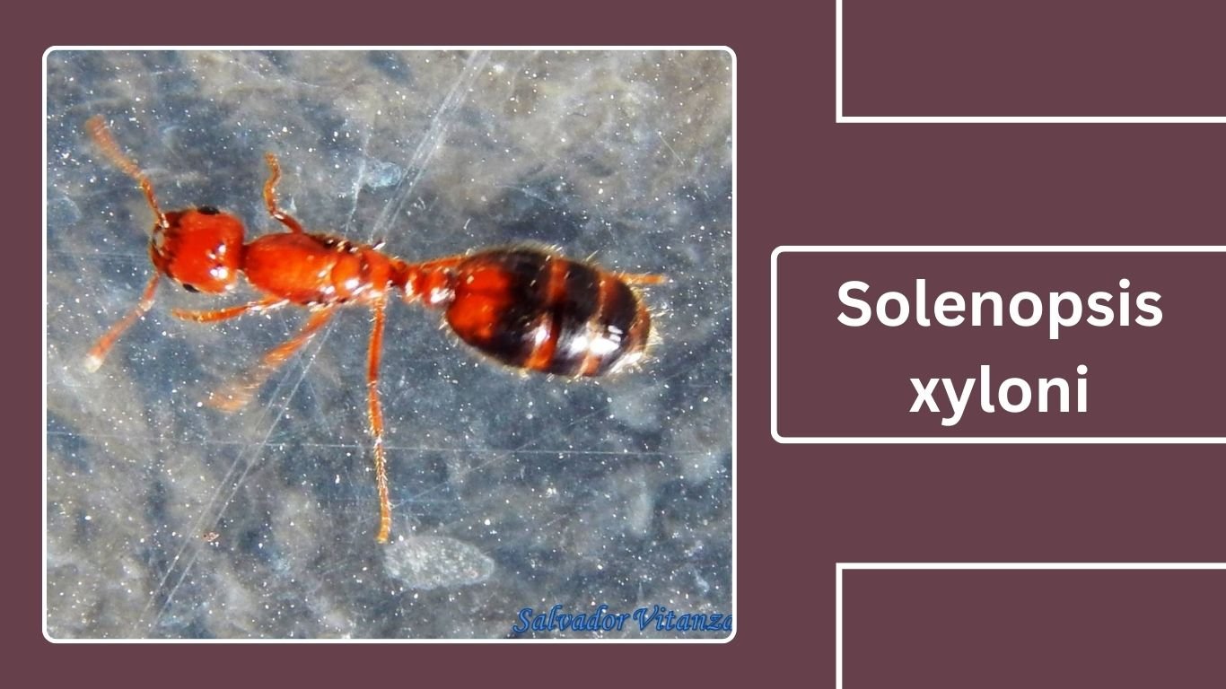 12 Types of Fire Ant: Identification, Habitat, Behaviors and Diet