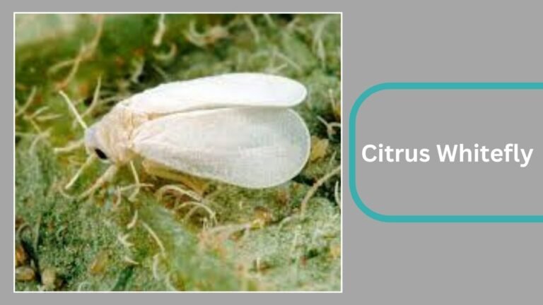 15 Types of Whitefly: Identification, Habitat, Behaviors and Diet