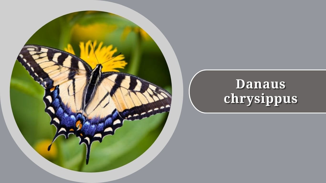 15 Types of Monarch Butterfly: Identification with Pictures