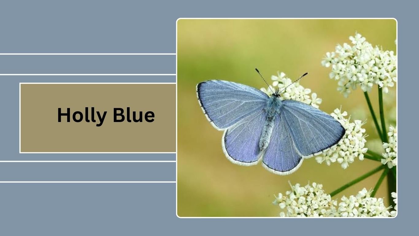 20 Types of Blue Butterfly: Identification with Pictures