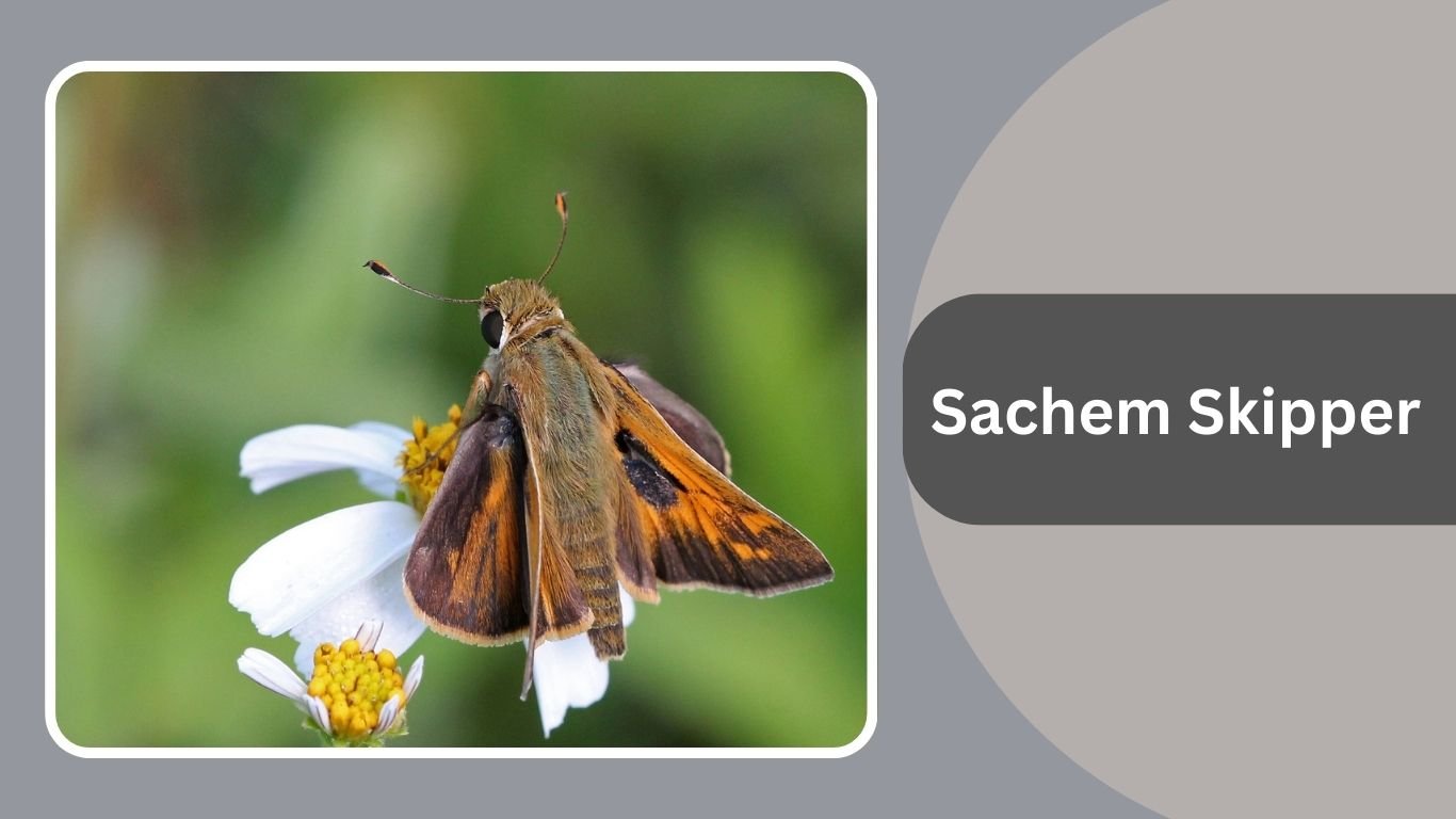 20 Types of Skipper Butterfly: Identification With Picture