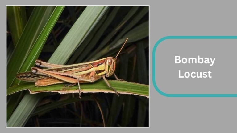 12 Types of Locust: Identification, Habitat, Behavior and Lifecycle