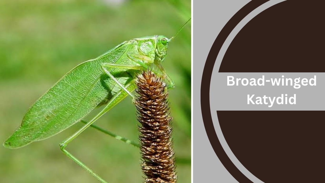 15 Types of Katydid: Identification, Habitat, Behavior and Lifecycle