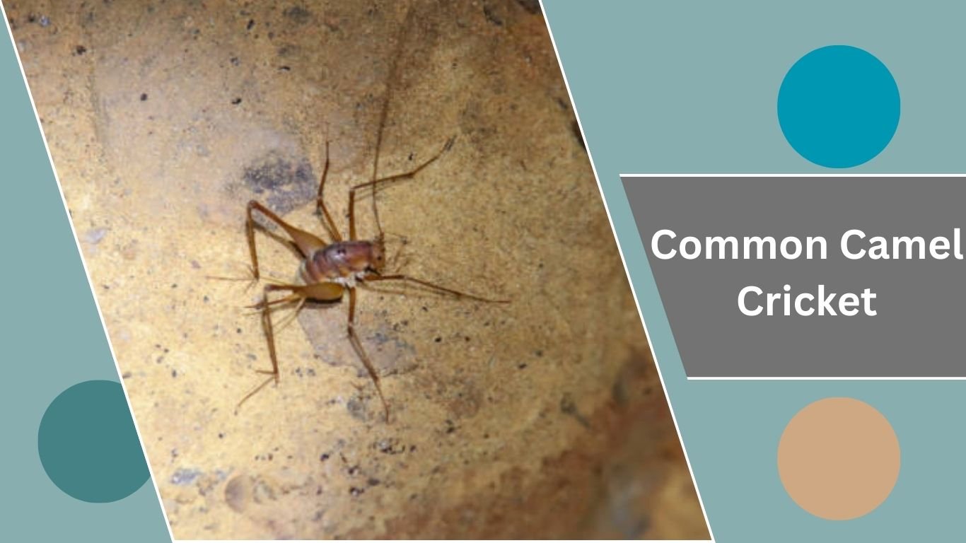 10 Types of Camel Cricket: Identification With Picture