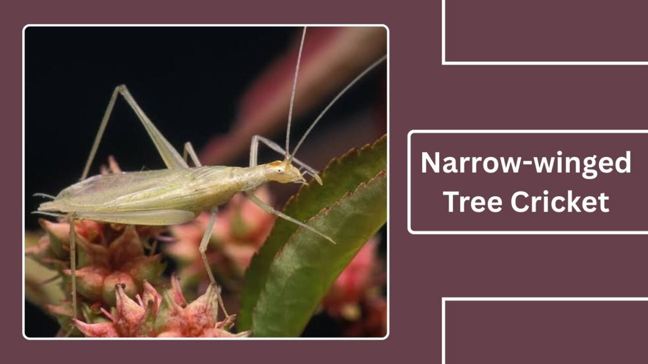 10 Types of Tree Cricket: Identification With Picture