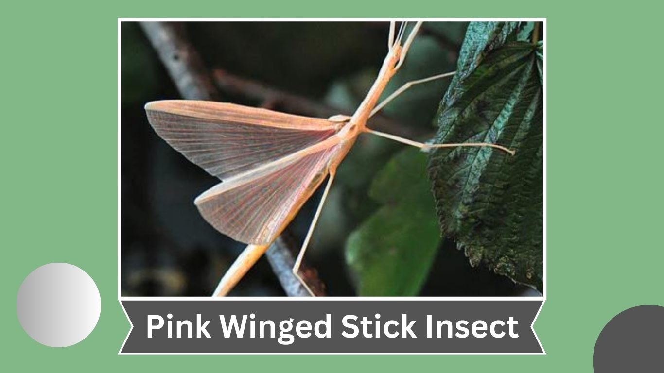 10 Types of Stick Insect: Identification With Picture