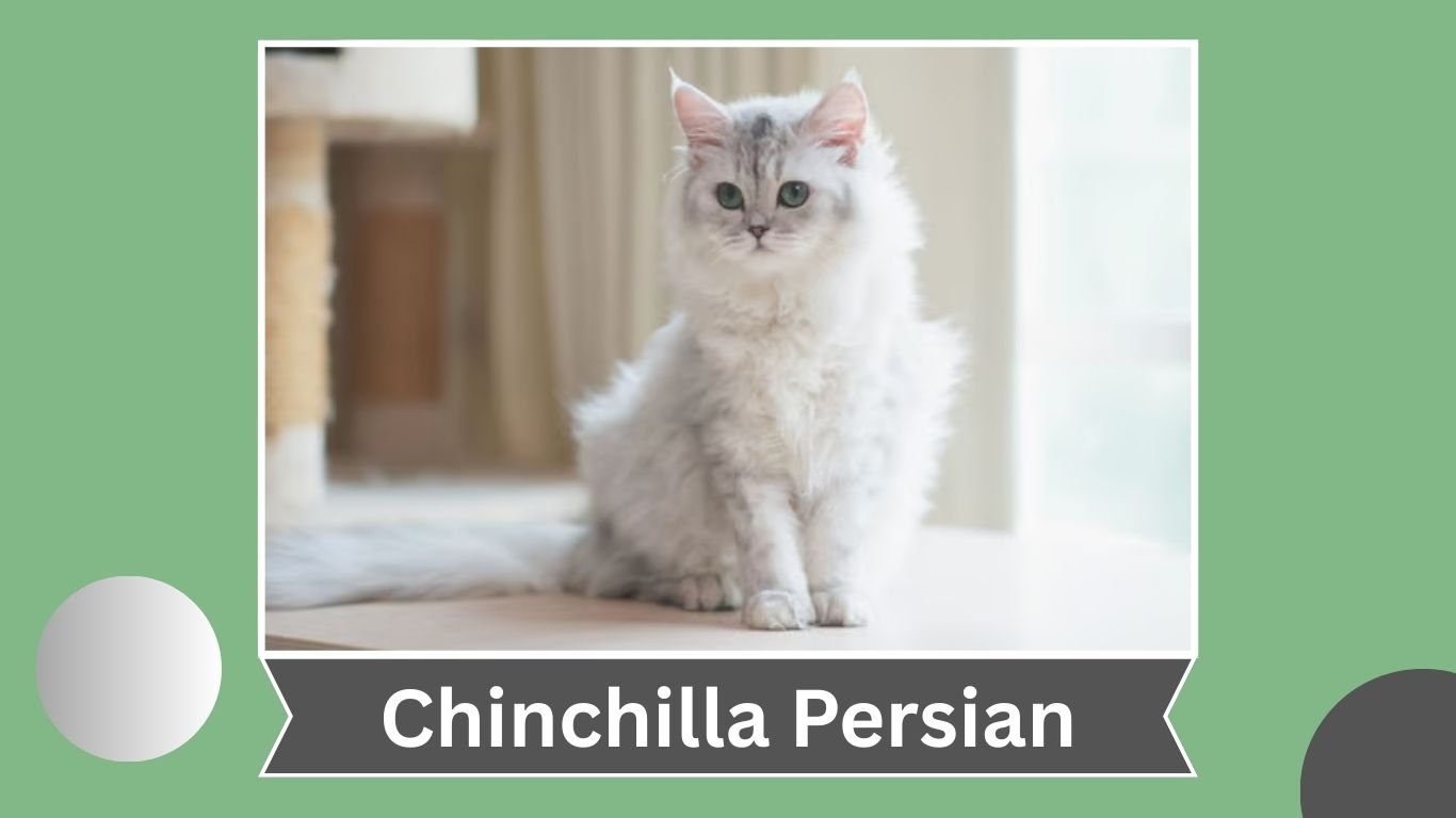 7 Types of Persian Cats: Identification with Pictures