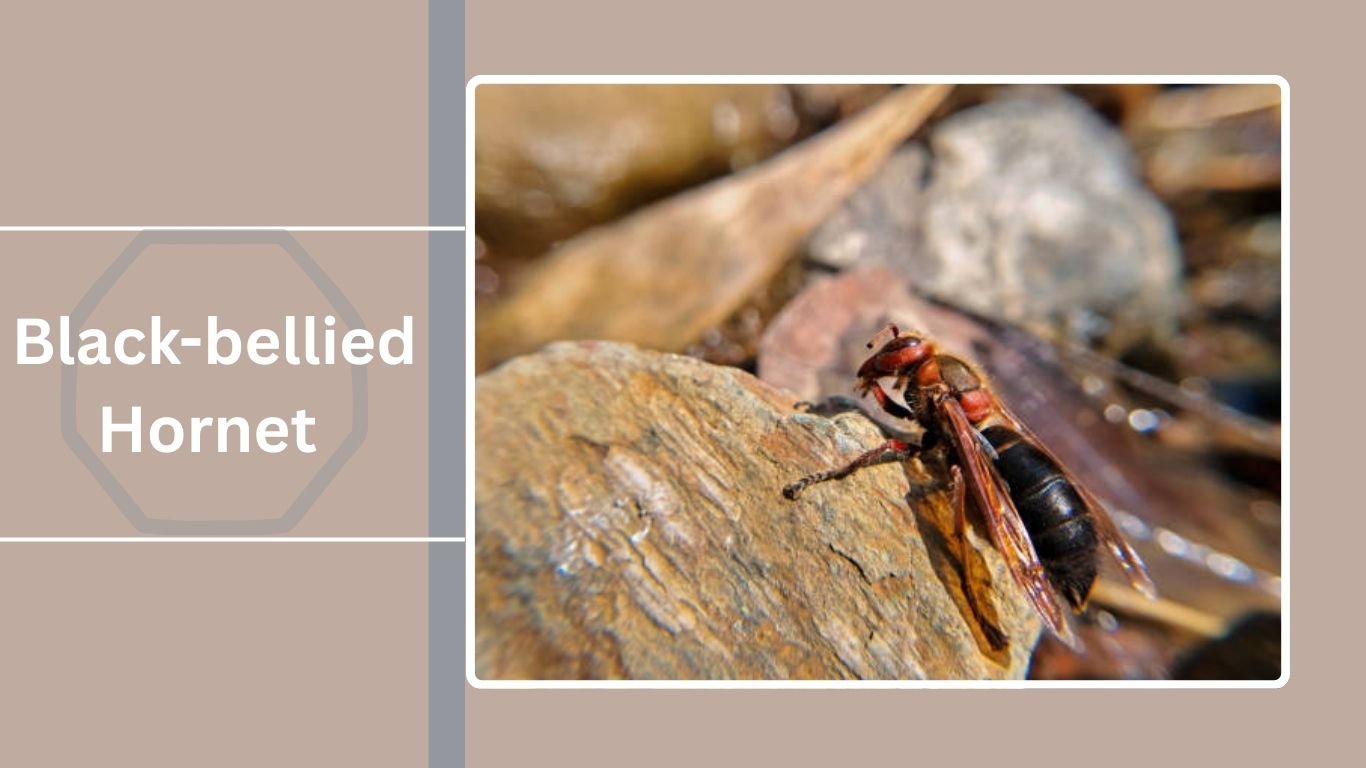 16 Types of Hornets: Identification, Habitat, Behaviors, and Lifecycle