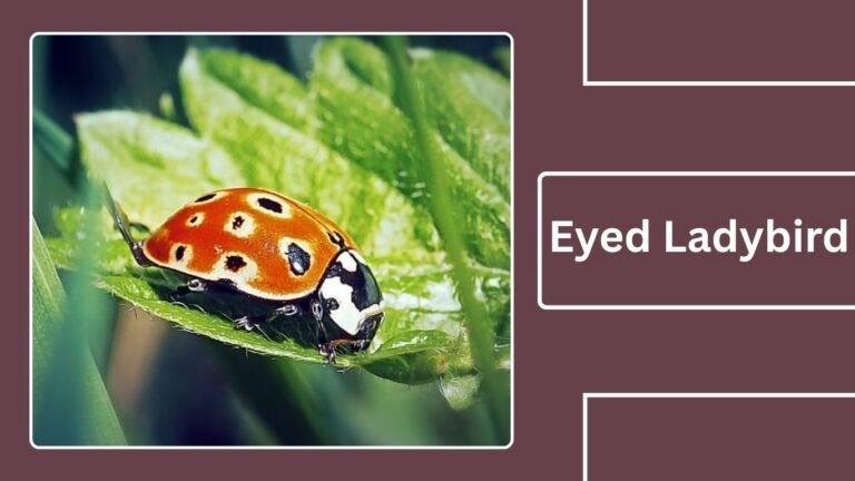 20 Types of Ladybird Beetle: Identification with Pictures
