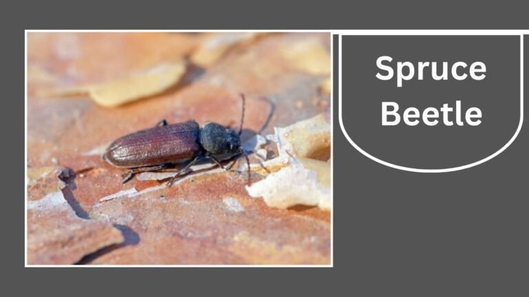 15 Types of Bark Beetle: Identification, Habitat, Behavior and Lifecycle