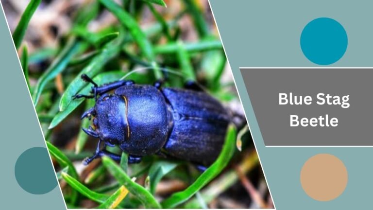 15 Types Stag Beetle: Identification, Habitat, Behavior, Diet and Lifecycle