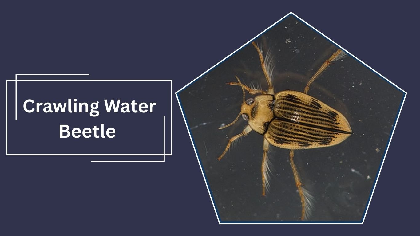 17 Types of Water Beetle: Identification, Habitat, Behaviors, Diet