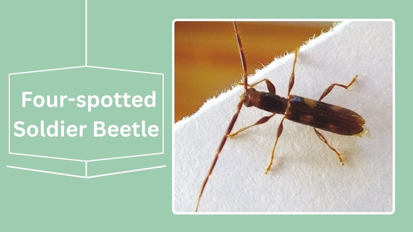 20 Types of Soldier Beetle: Identification, Habitat, Behaviors and Diet