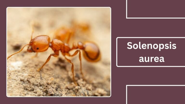 12 Types of Fire Ant: Identification, Habitat, Behaviors and Diet