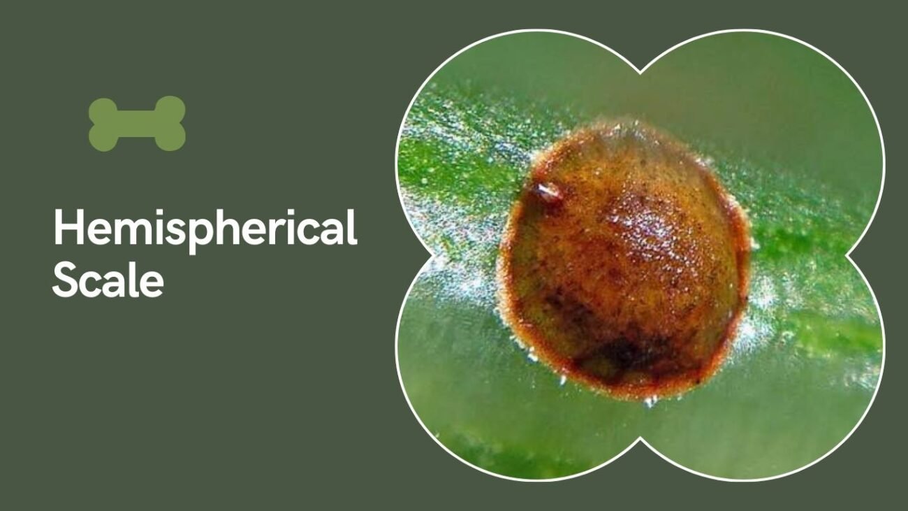 17 Types Scale Insect: Identification, Habitat, Behaviors and Diet
