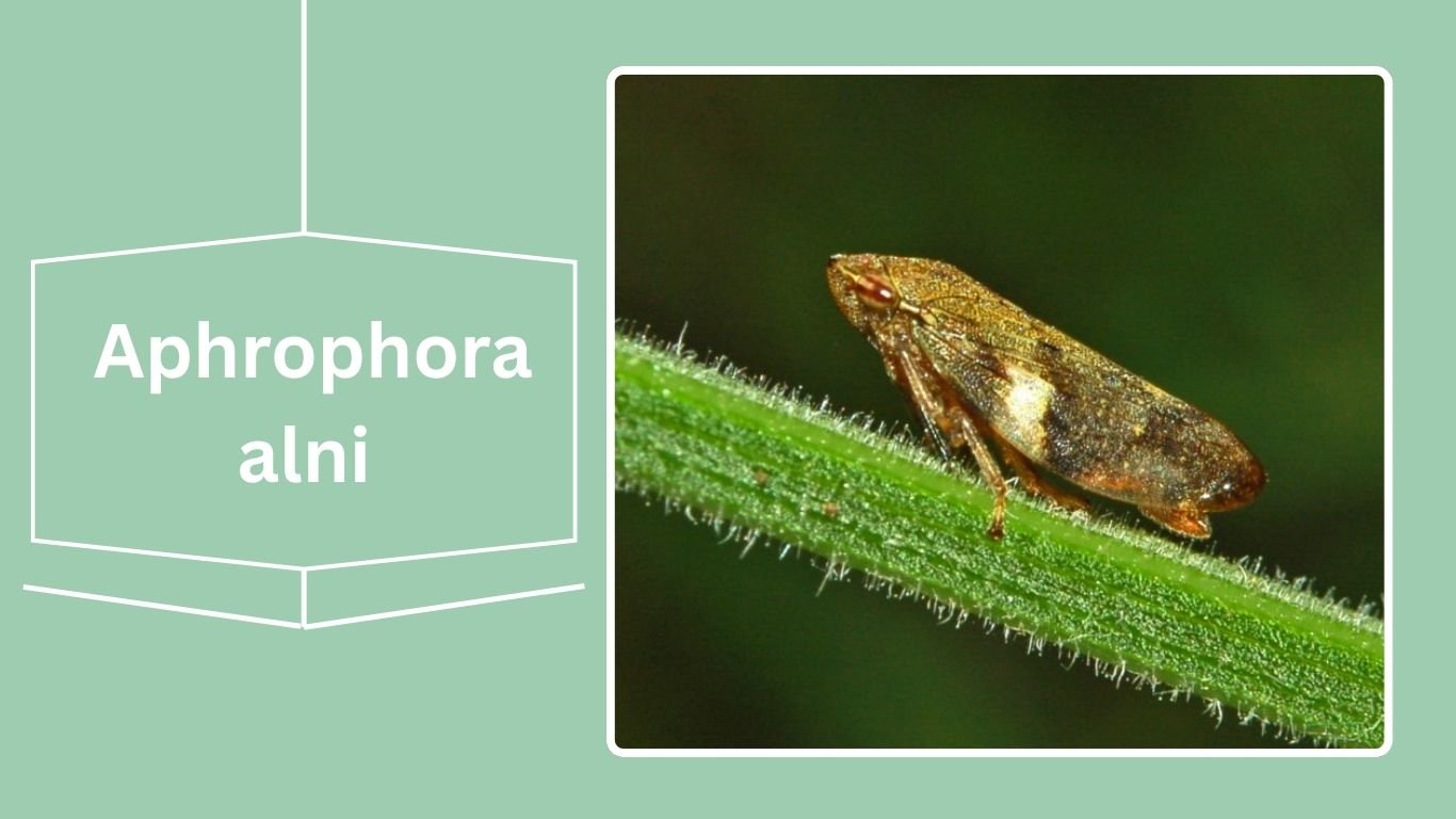 12 Types of Spittlebug: Identification, Habitat, Behaviors and Diet