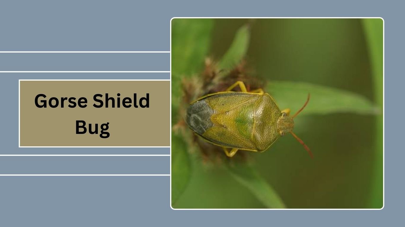 15 Types of Shield Bug: Identification with Pictures