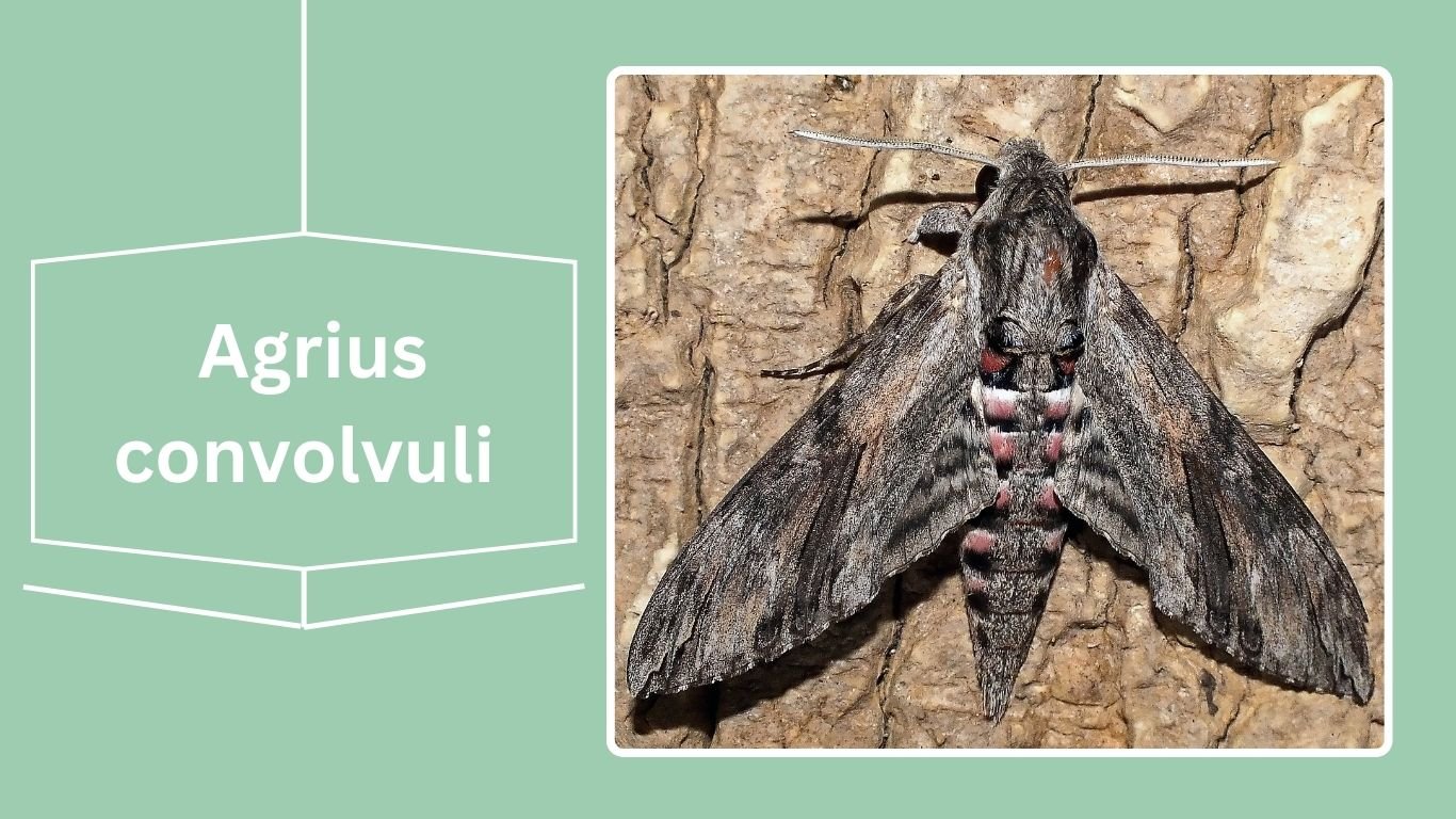 25 Types of Hawk Moth: Identification with Pictures